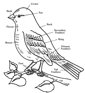 Movements of Animals For Body Movements | Physics Wallah