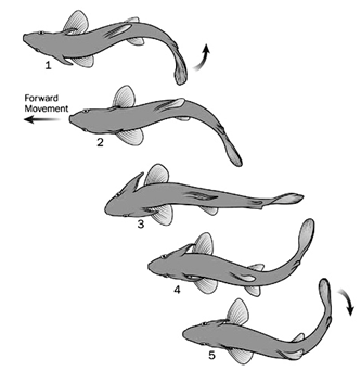 Movements of Animals For Body Movements | Physics Wallah