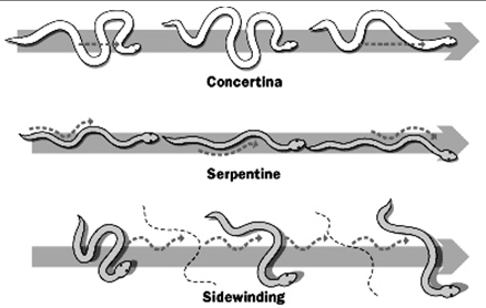Movements of Animals For Body Movements | Physics Wallah