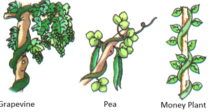 Introduction For Getting To Know Plants| Physics Wallah