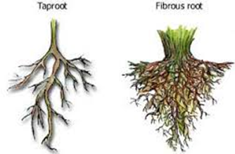 Getting To Know Plants For Plant System | Physics Wallah