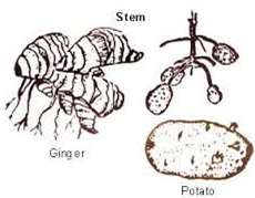 Stem And Leaf For Getting To Know Plants | Physics Wallah