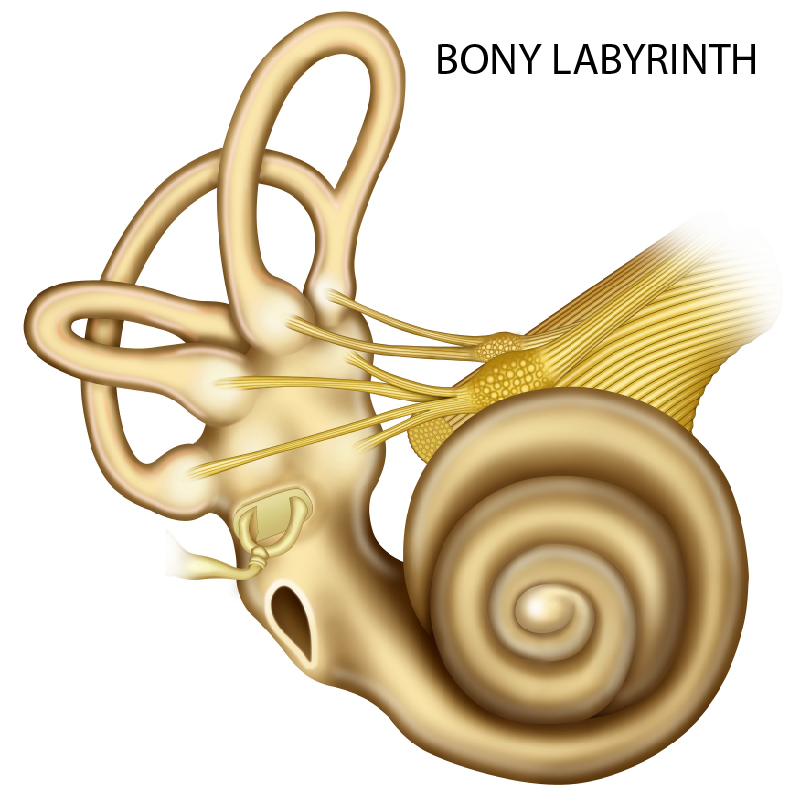EAR (Phonoreceptor or Stato-acoustic organ)