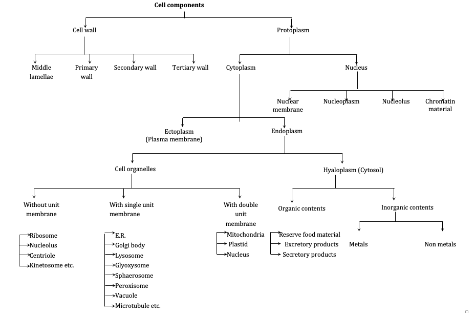 Cell compartmentation |Structure of Cell | Physics Wallah