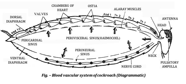 Circulatory System Types Functions & Overviews | Physics Wallah