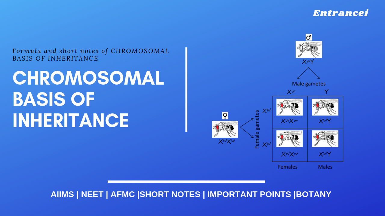 short Notes for Chromosomal Basis Of Inheritance