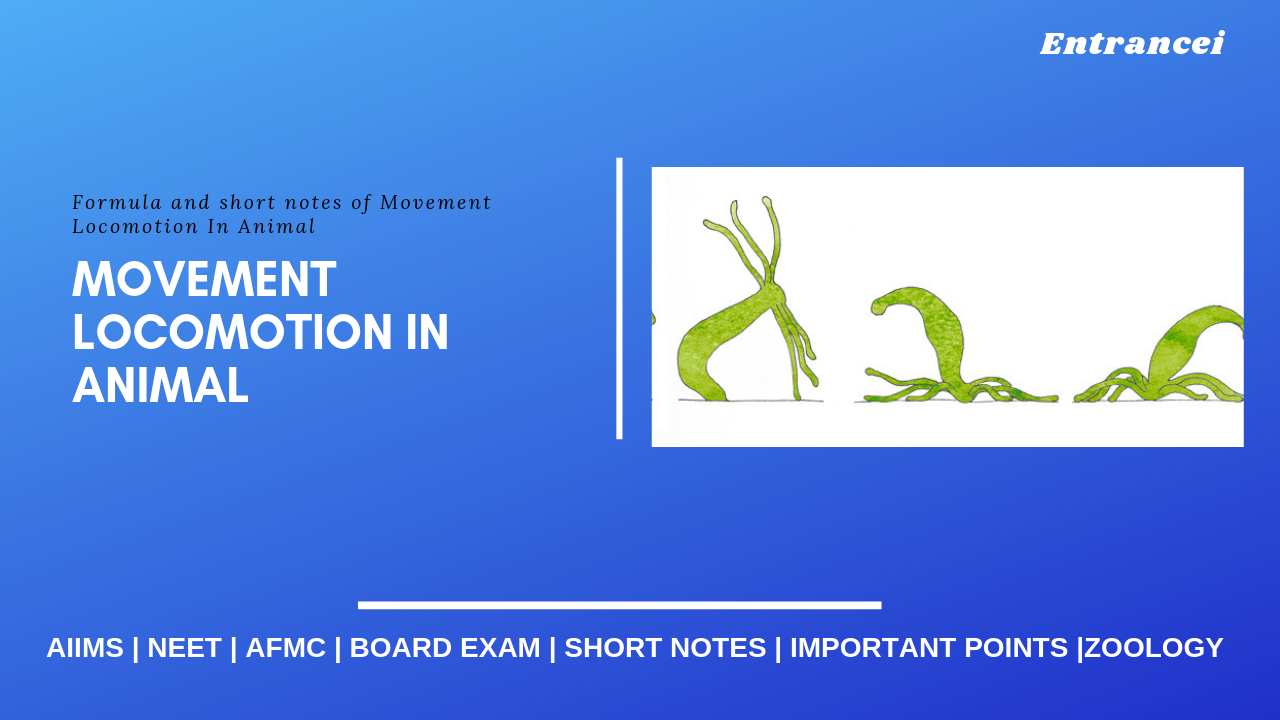 Short Notes for Movement Locomotion In Animal