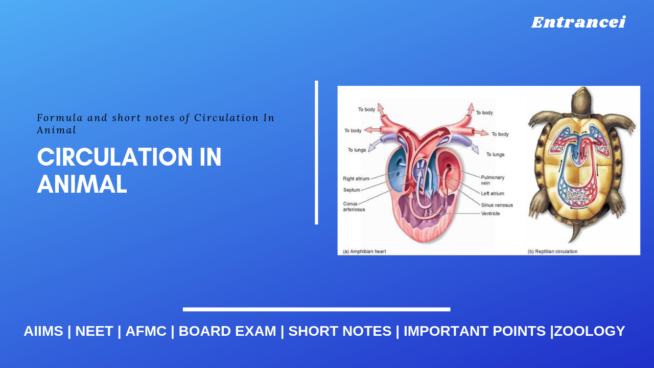 short Notes for important points of Circulation In Animal