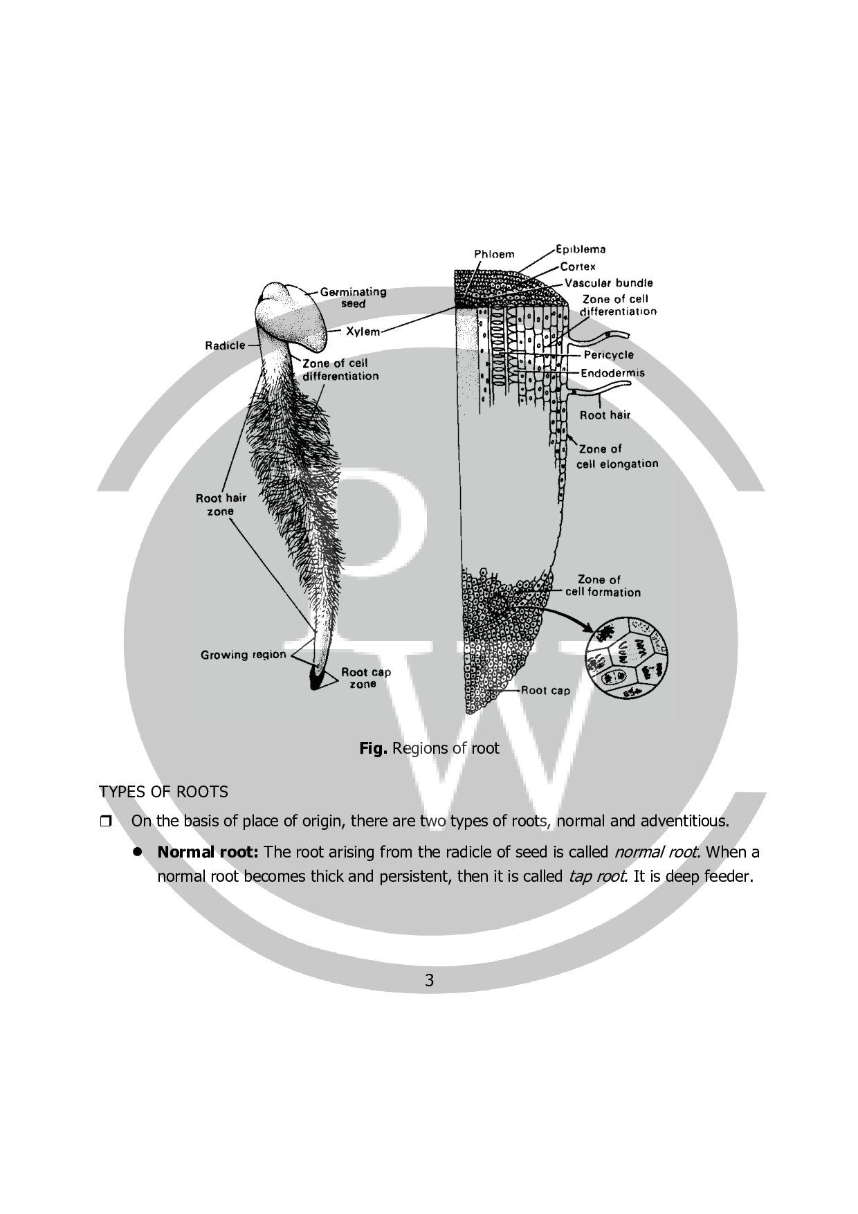 Root | About Types ,Definition, Functions & Morphology|Biology class 12 ...