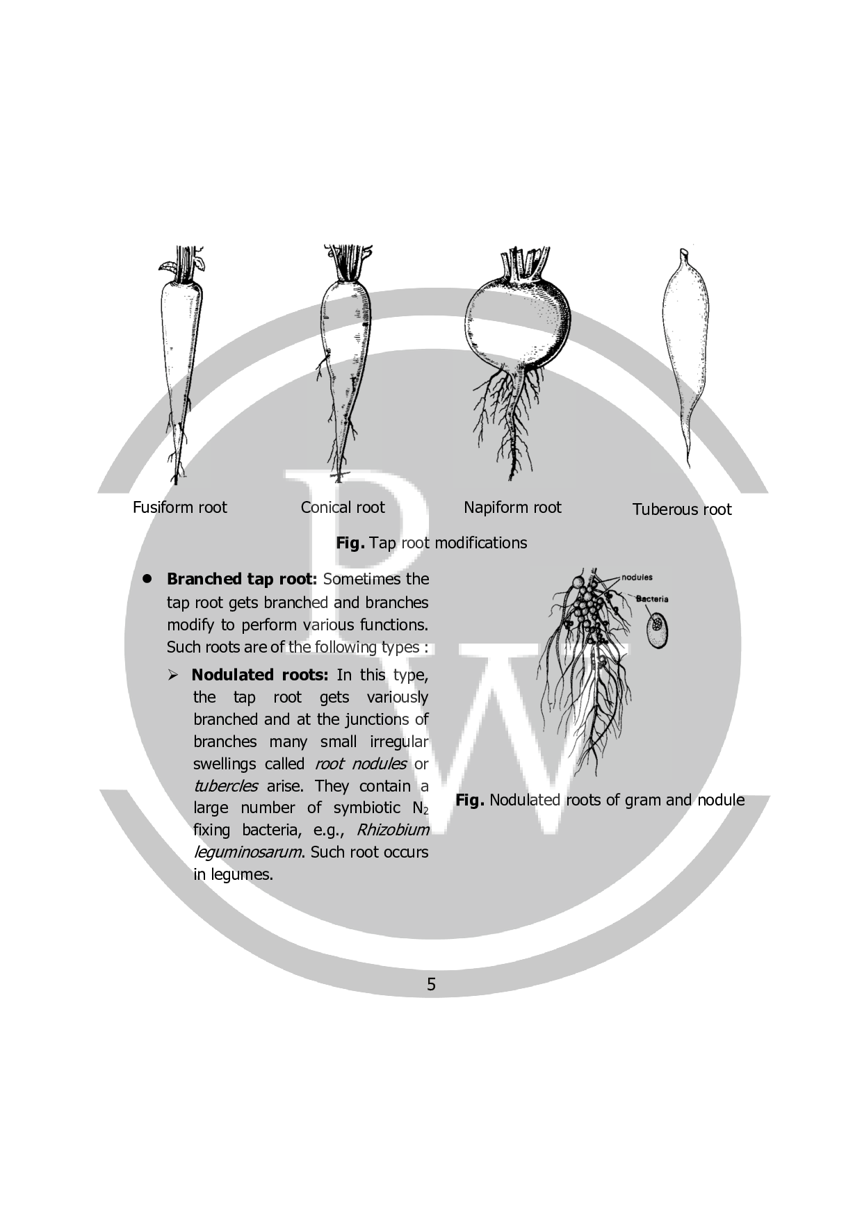 Root | About Types ,Definition, Functions & Morphology|Biology class 12 ...