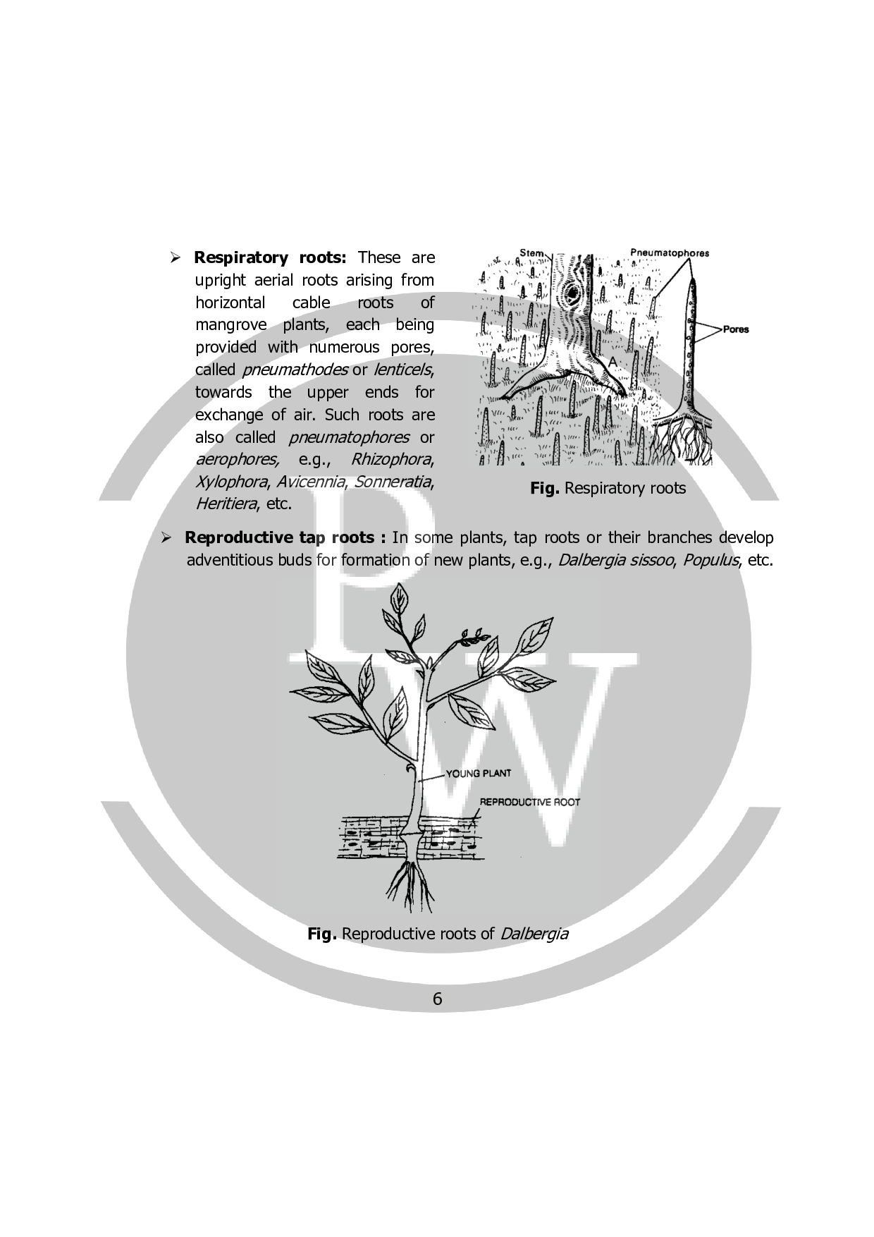 Root | About Types ,Definition, Functions & Morphology|Biology class 12 ...