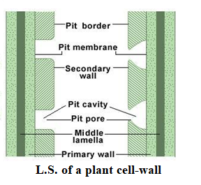 CELL WALL class 9 science notes