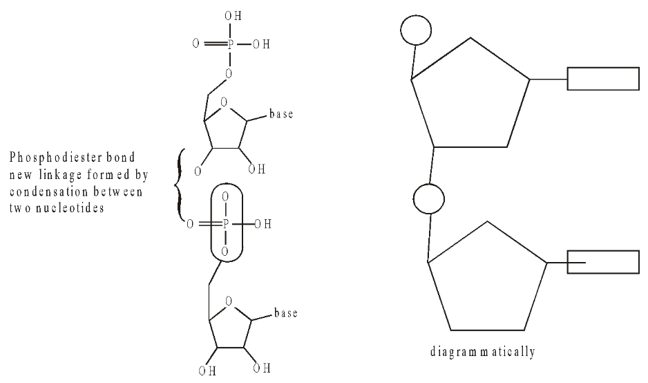 Formation of Nucleotides
