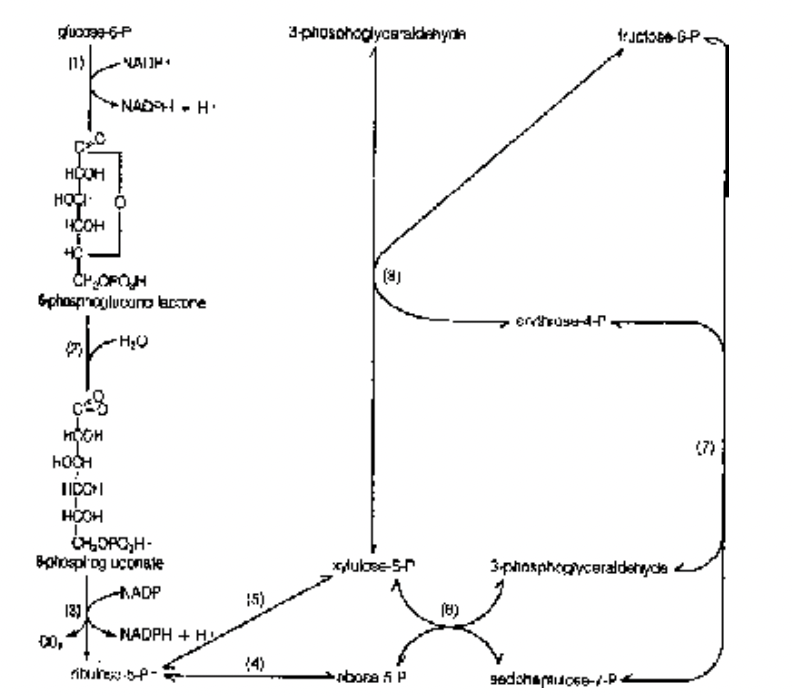 Hexose Monophosphate Shunt