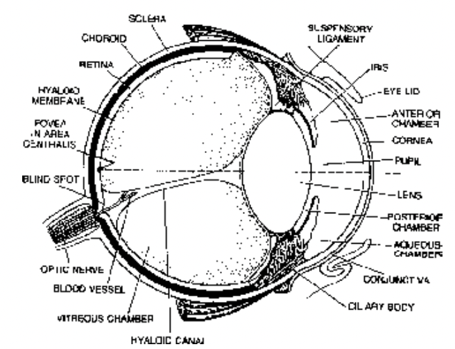 Sensor System: Human Eye