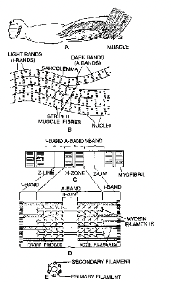 NCERT-Muscular Tissue Notes For Class 11|PW