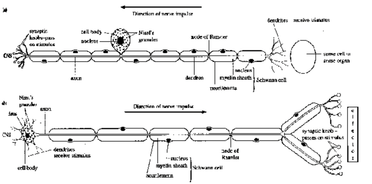 NCERT-Nervous Tissue Thoery Notes For Class 11|PW