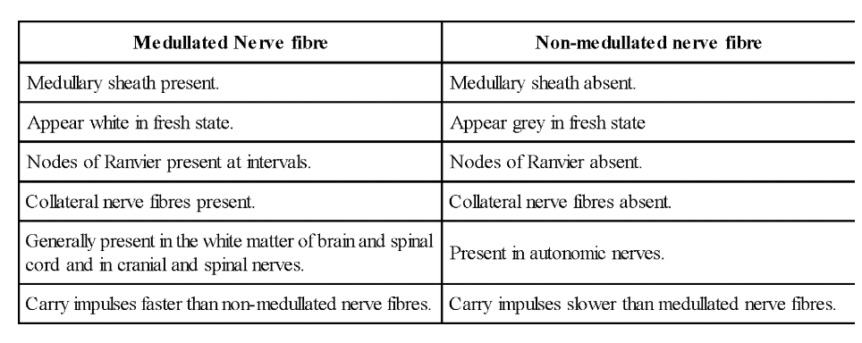 NCERT-Nervous Tissue Thoery Notes For Class 11|PW