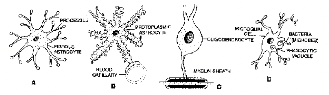 NCERT-Nervous Tissue Thoery Notes For Class 11|PW