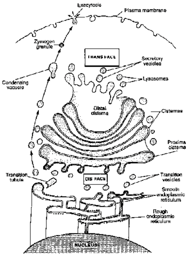 Golgi Apparatus Drawing