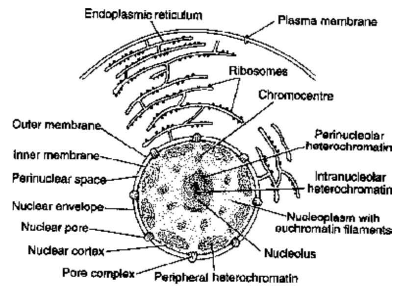 Nucleus Of A Cell Diagram