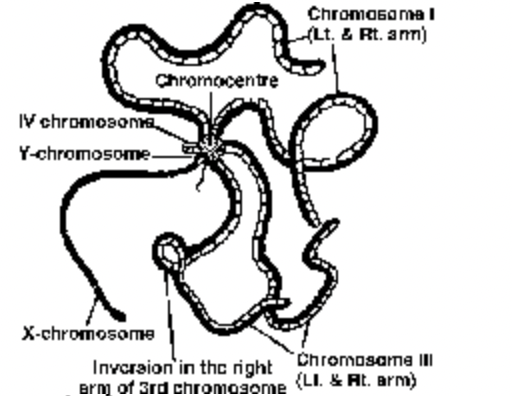 Chromosomes