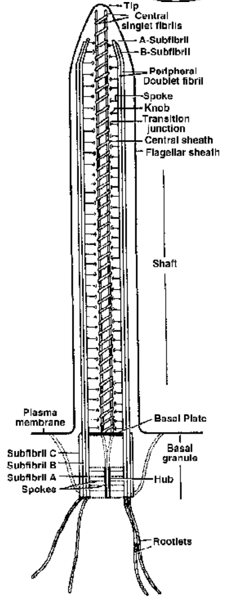 CILIA AND FLAGELLA