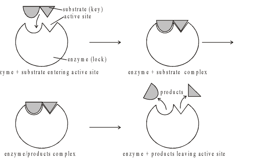 Mechanism of Enzyme Action Class 11 Enzymes | Physics Wallah