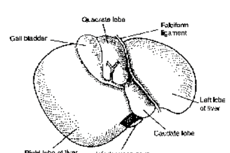 Animal Nutrition: Class 12Th: Liver