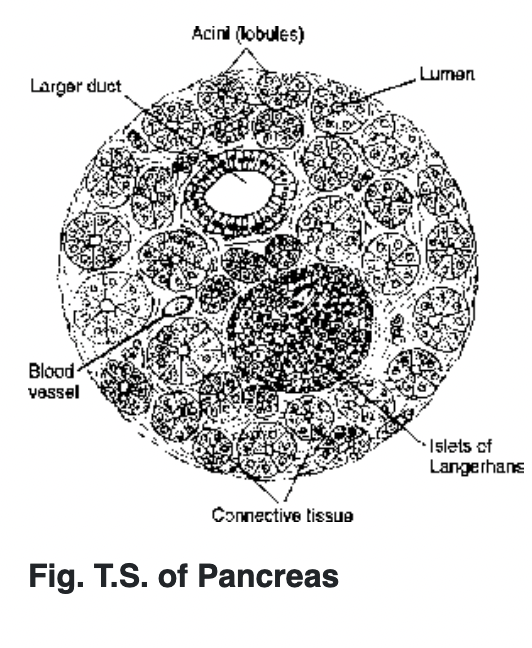 Animal Nutrition: Class 12Th: Pancreas