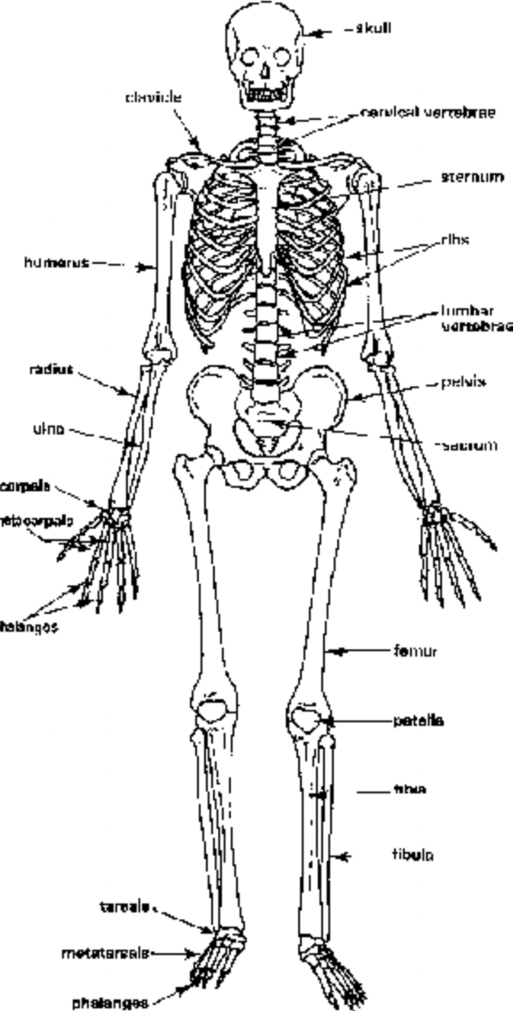 Types of Skeletal System