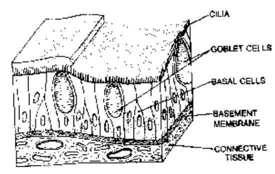 NCERT- Covering and Lining Epithelium For Class 11|PW