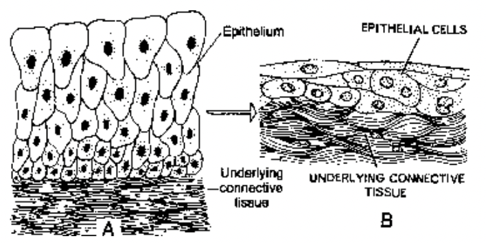 NCERT- Covering and Lining Epithelium For Class 11|PW