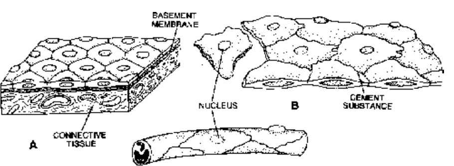 NCERT- Covering and Lining Epithelium For Class 11|PW
