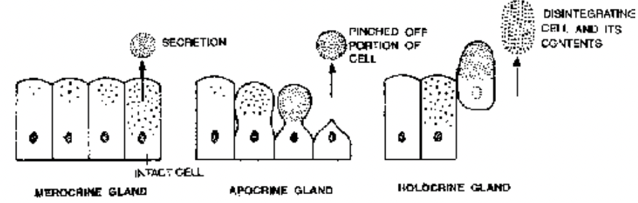 NCERT-Glandular Epithelium Notes For Class 11|PW