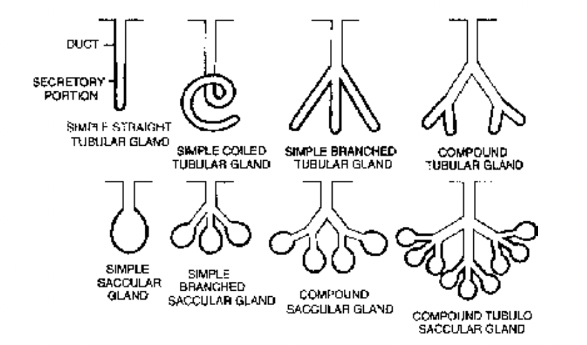 NCERT-Glandular Epithelium Notes For Class 11|PW