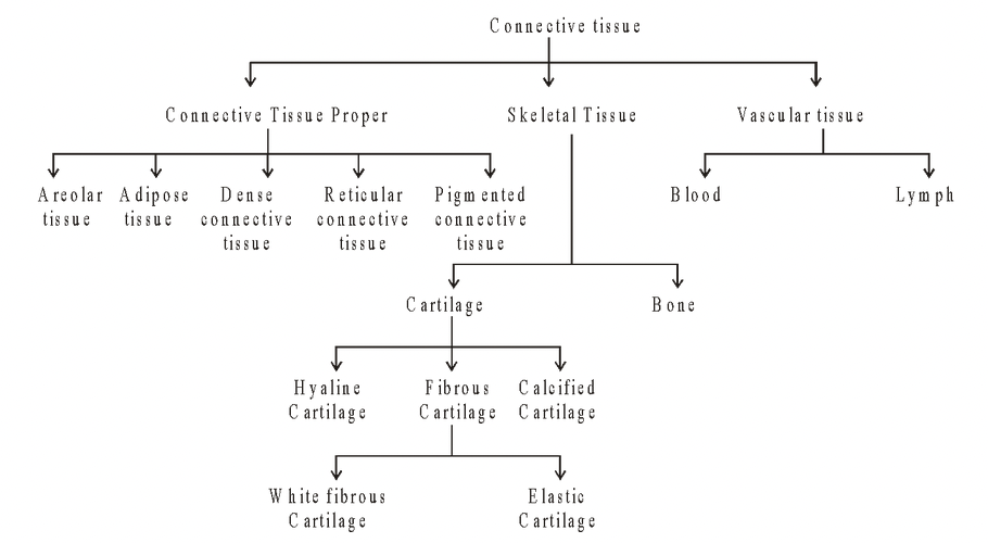 Connective Tissue Types Chart