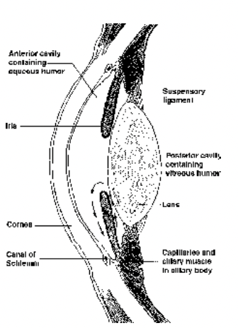 Structure of Human Eye
