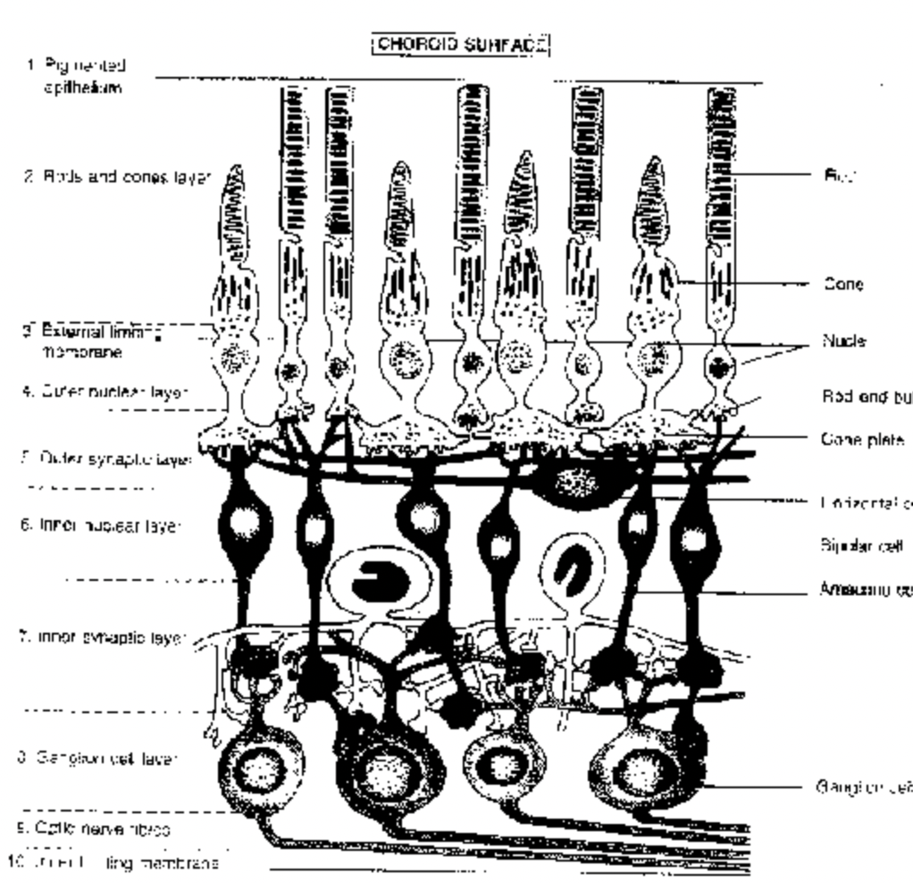 Structure of Human Eye