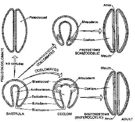 class 11 Coelom notes