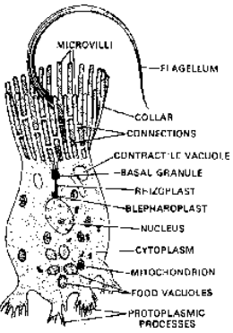 class 11 Zoology Phylum Porifera