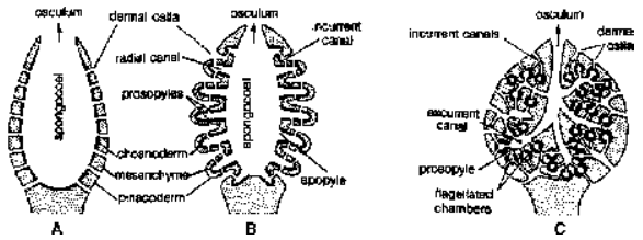 class 11 Canal System and Skeleton Notes