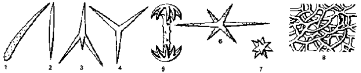 class 11 Canal System and Skeleton Notes
