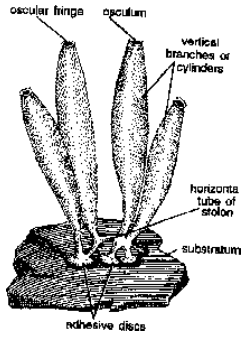 Leucosolenia Spicules Labeled