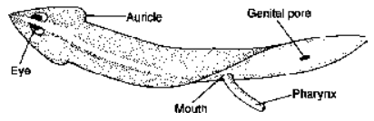 Dugesia Diagram