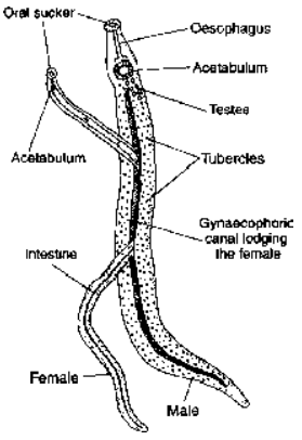 Schistosoma Labeled