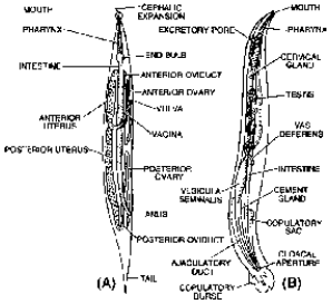class 11 Zoology Phylum Aschelminthes