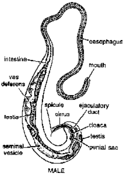 class 11 Zoology Some representatives of Nematoda