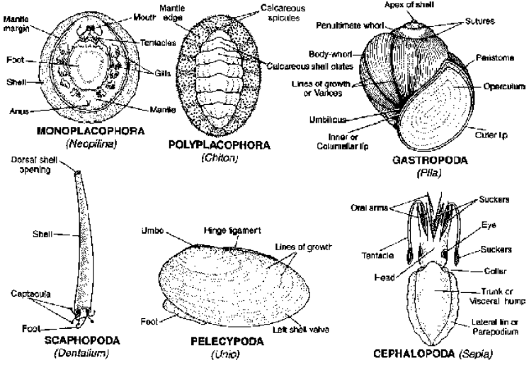 class 11 Zoology Phylum Mollusca