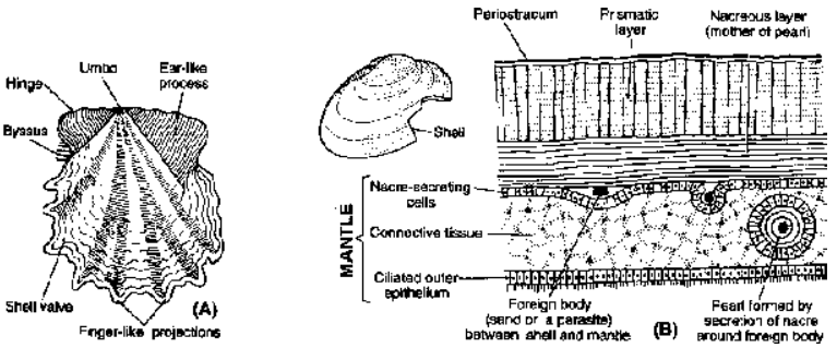 Mollusca Shell Diagram